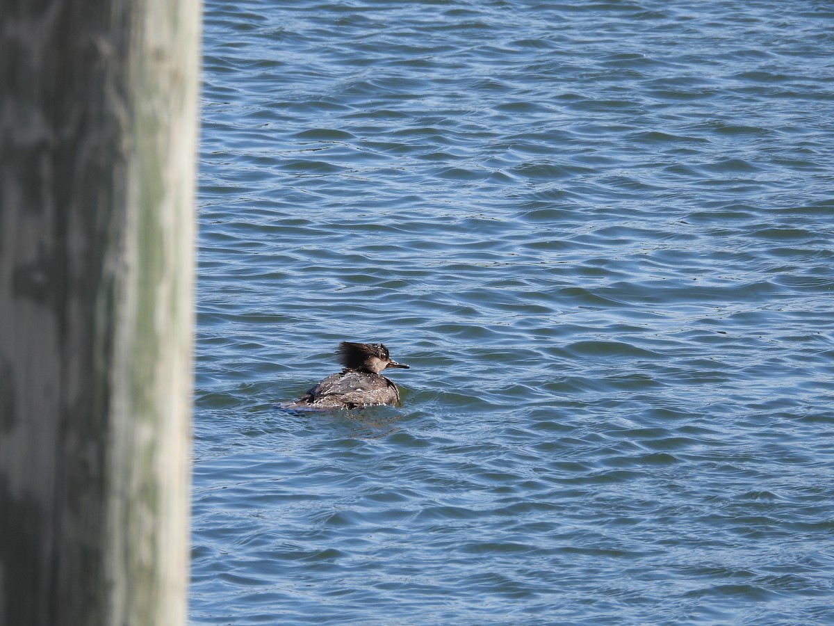 Media Search - Macaulay Library and eBird
