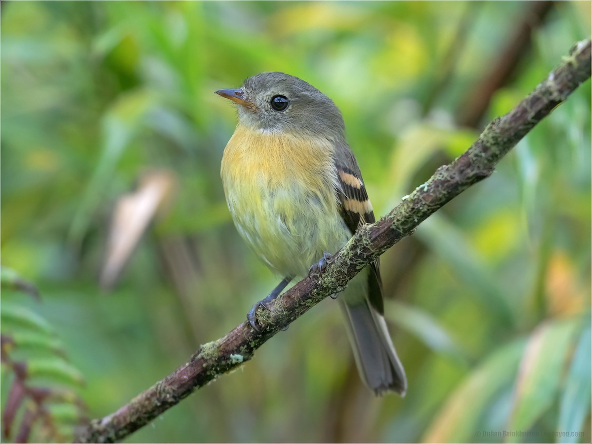Handsome Flycatcher - Nephelomyias pulcher - Birds of the World
