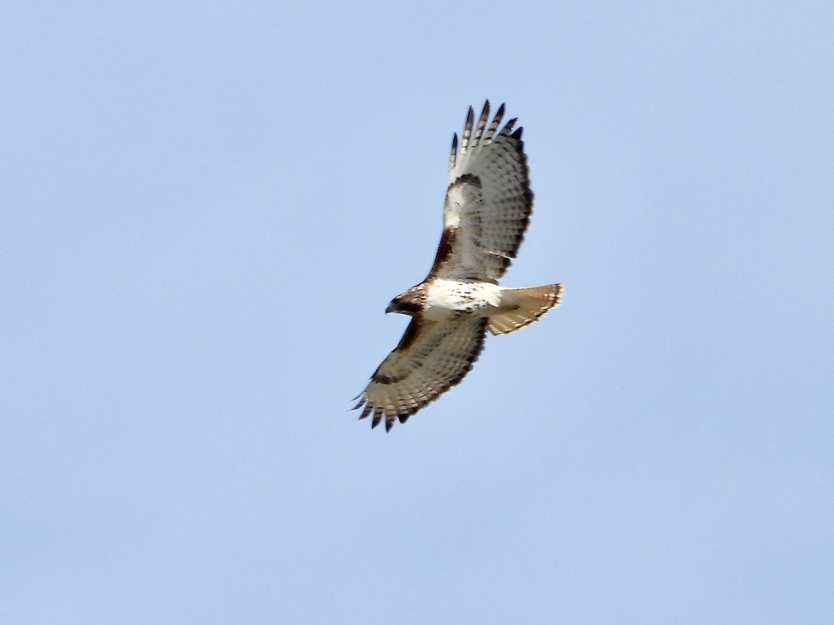 eBird Checklist - 28 Apr 2025 - Cochrane, Chinook Dr, AB, Ca - 10 species