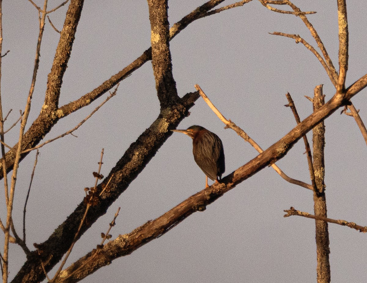 eBird Checklist - 28 Apr 2025 - Fannie Stebbins Wildlife Refuge - 46 species (+1 other taxa)