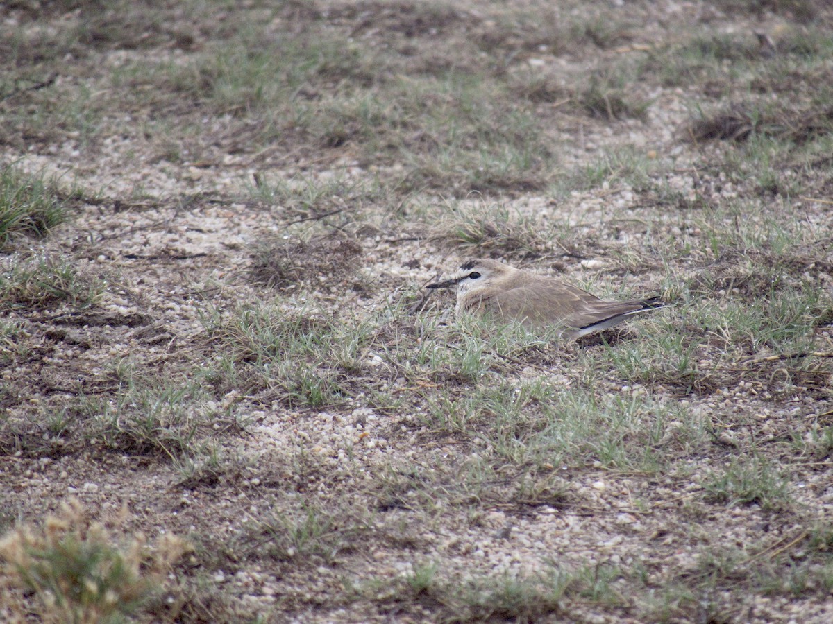 eBird Checklist - 26 Apr 2025 - Karval US-CO MOPL festival 38.73440 ...