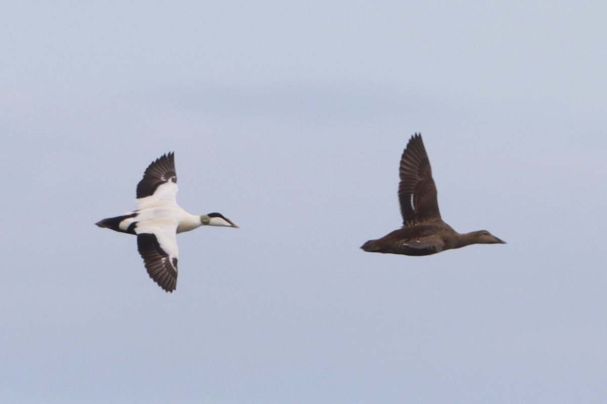 eBird Checklist - 28 Apr 2025 - Forvie NNR* (General) - 17 species (+2 ...