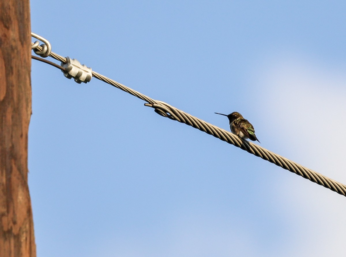 eBird Checklist - 26 Apr 2025 - Hagerman NWR - 37 species