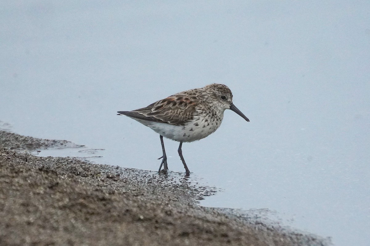 eBird Checklist - 28 Apr 2025 - Rodeo Lagoon (including beach and ...