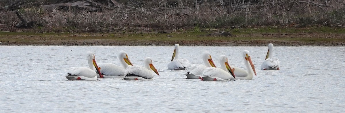 eBird Checklist - 28 Apr 2025 - Presque Isle SP (IBA) - 45 species