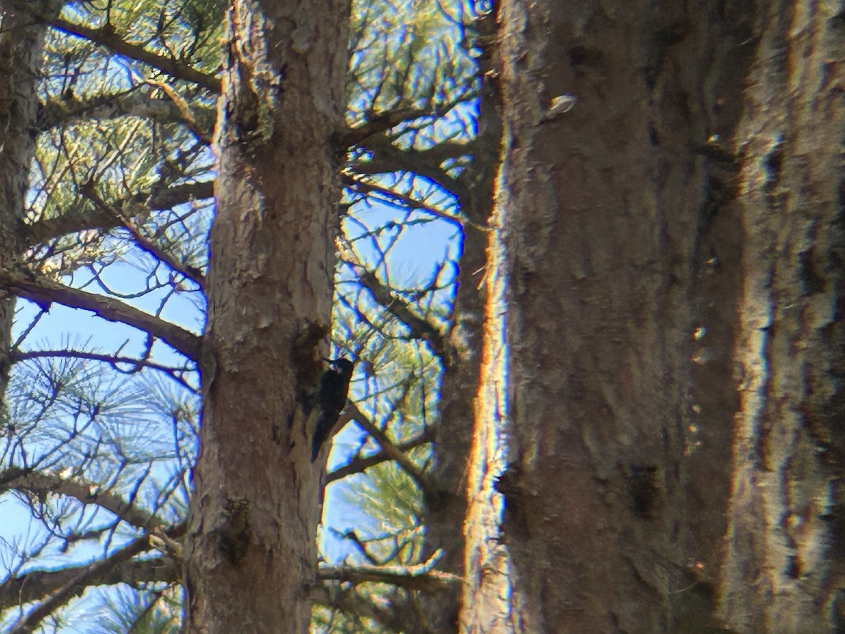 eBird Checklist - 28 Apr 2025 - Debar Mountain Wild Forest - 10 species