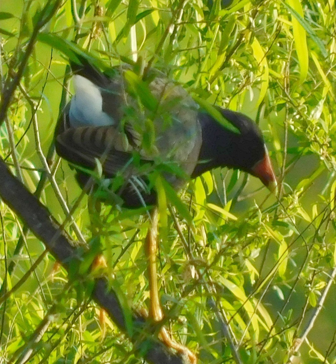 eBird Checklist - 28 Apr 2025 - Kyker Bottoms Refuge - 55 species