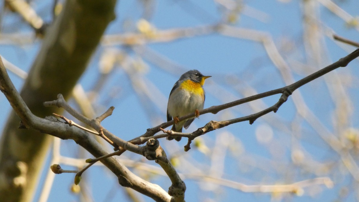 ML634619213 - Northern Parula - Macaulay Library