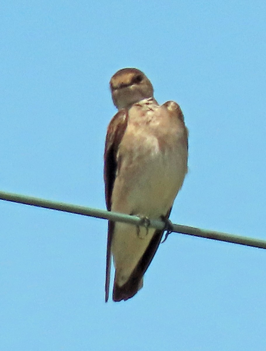 eBird Checklist - 28 Apr 2025 - Buell County Park - 17 species