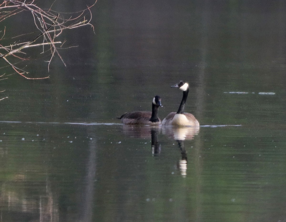 Pennsylvania Bird Atlas Checklist - 28 Apr 2025 - Faylor Lake - 55 species