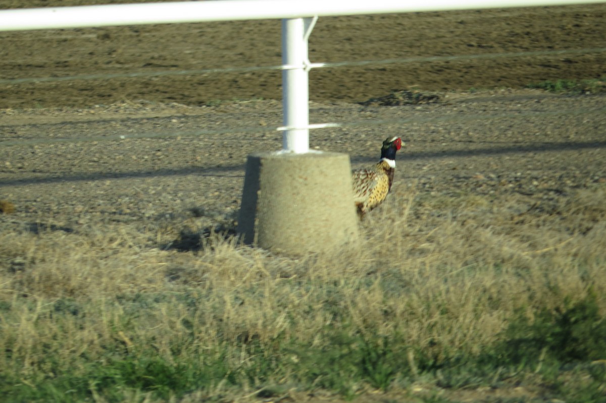 eBird Checklist - 15 Apr 2025 - Oakley WTP - 19 species