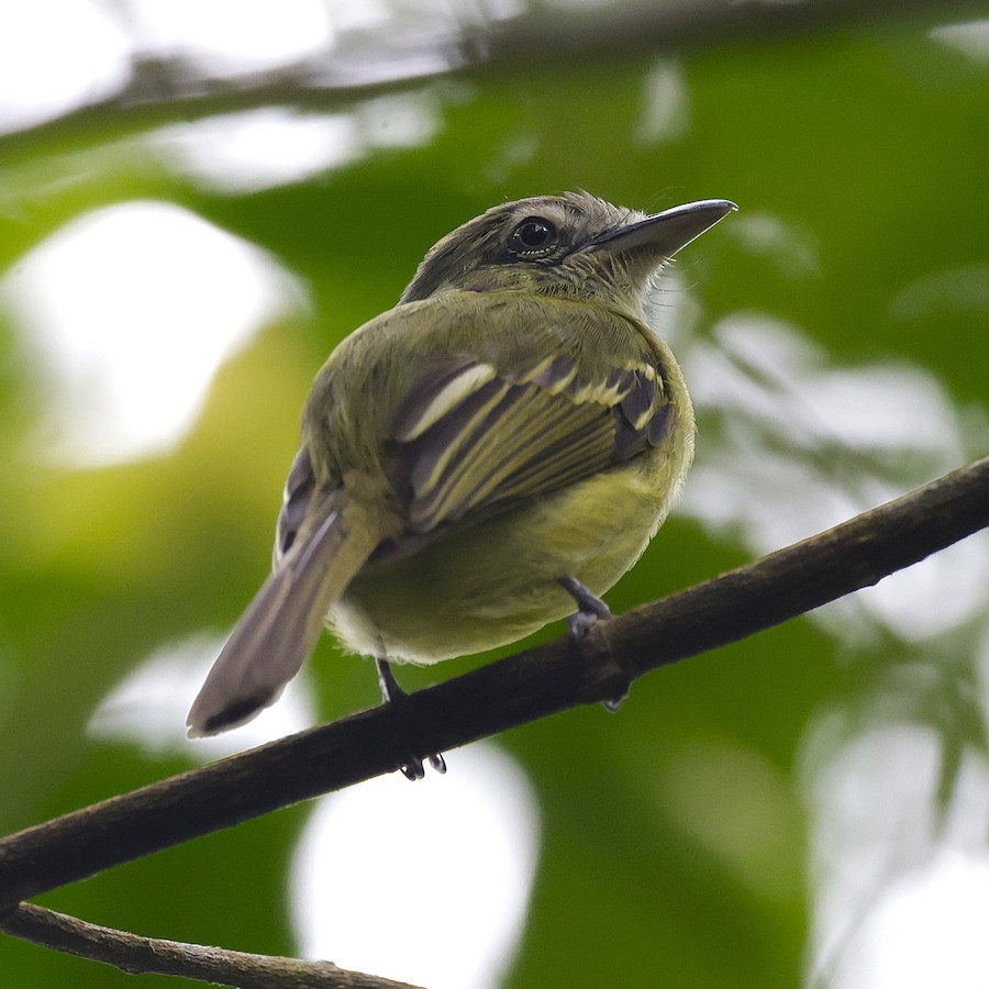 Pico Chato Sulfuroso (flavoolivaceus) - eBird