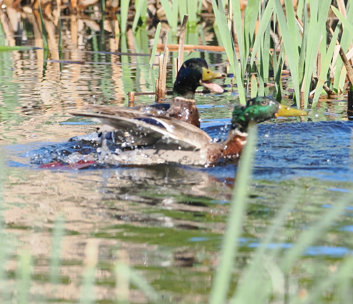 Pennsylvania Bird Atlas Checklist - 28 Apr 2025 - Angora Fruit Farm ...