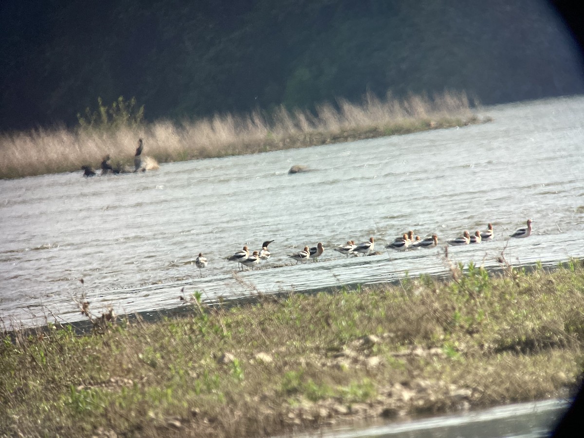eBird Checklist - 26 Apr 2025 - Conowingo Park - 20 species
