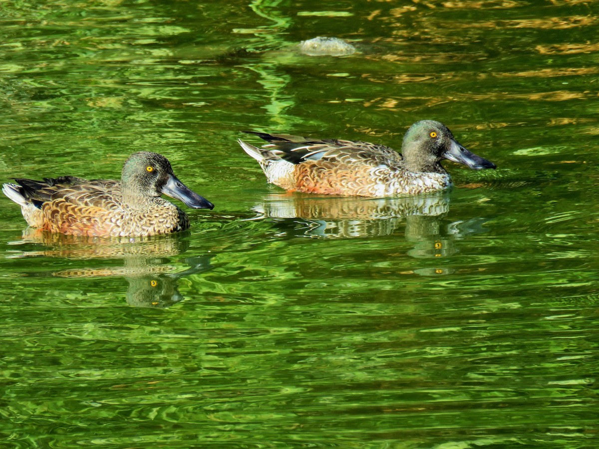 eBird Checklist - 20 Nov 2018 - henderson bird viewing area - 13 species