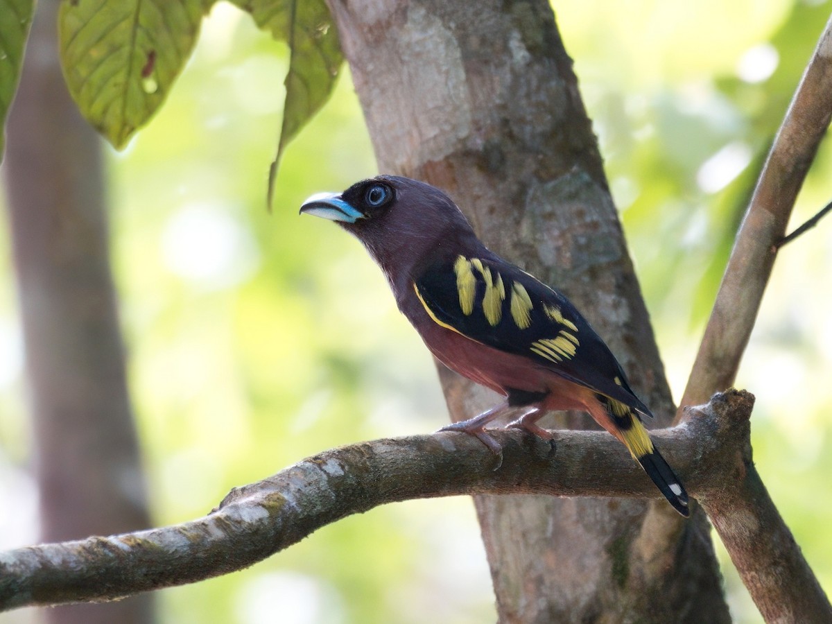 eBird Checklist - 28 Apr 2025 - Gunung Panti Recreational Forest--Panti Bird Sanctuary and North ...