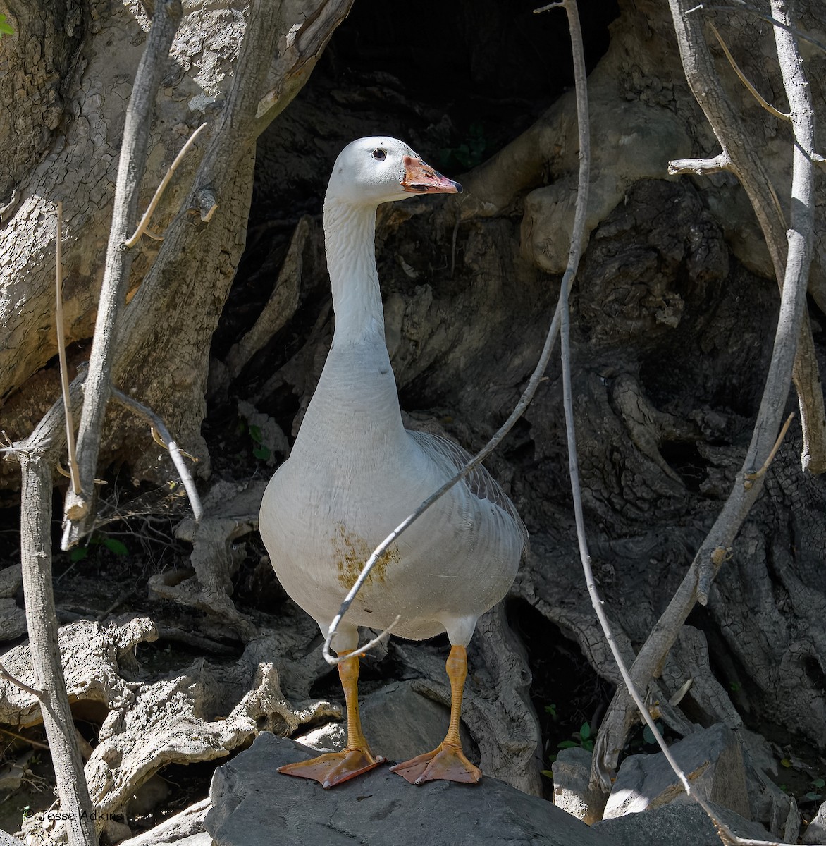 eBird Checklist - 28 Apr 2025 - Conowingo Park - 28 species