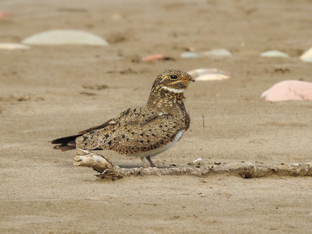 Participa en el desafio de "eBirder" del mes Mayo - eBird Bolivia