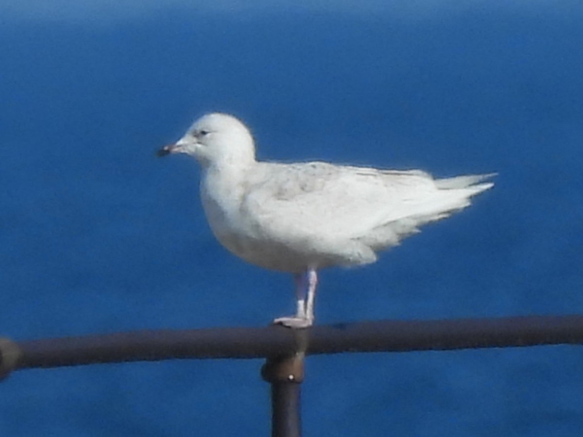 eBird Checklist - 28 Apr 2025 - Oakville--South Shell Park and Suncor ...