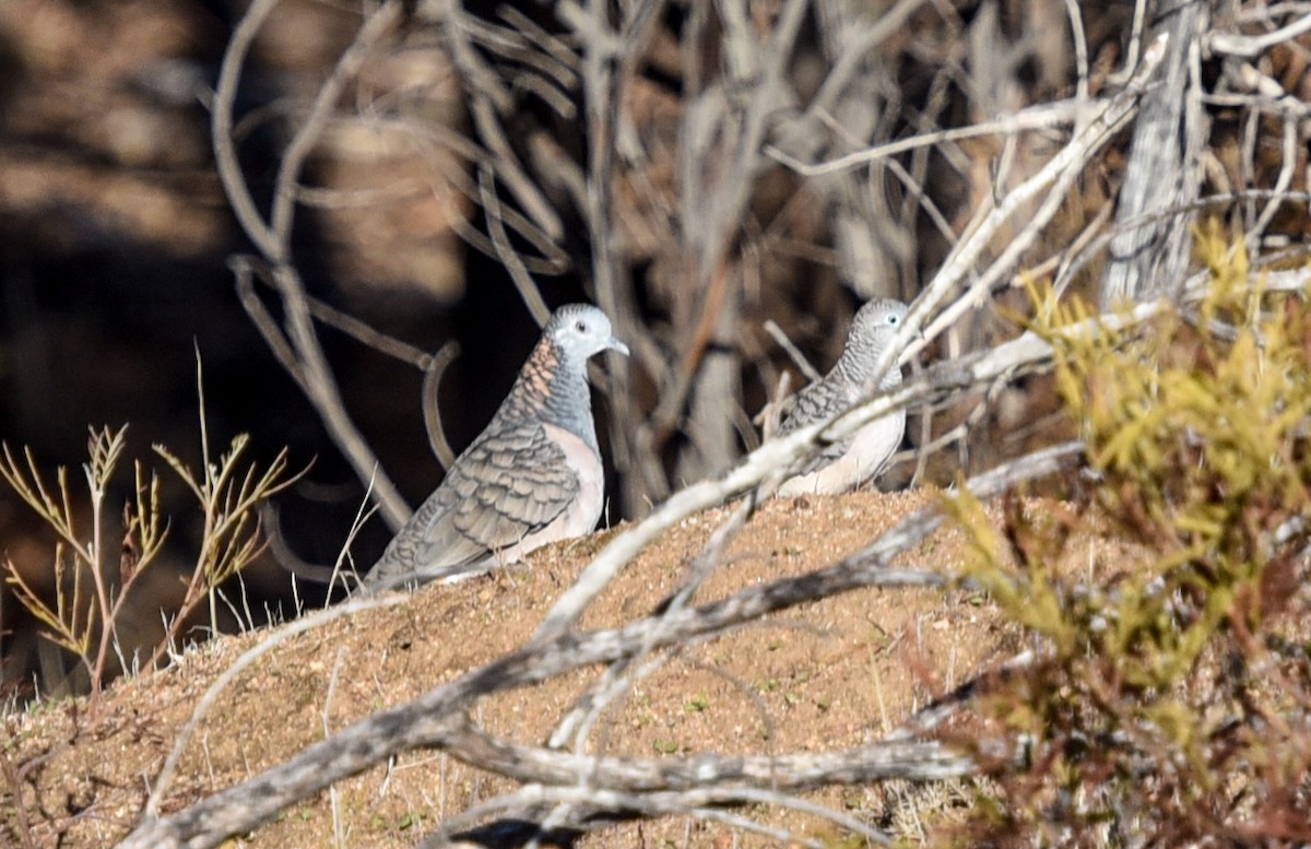 eBird Checklist - 29 Apr 2025 - Mount Korong Nature Conservation ...