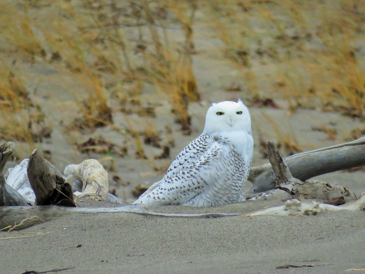 eBird Checklist - 26 Nov 2017 - Presque Isle SP--Beach 11 - 5 species