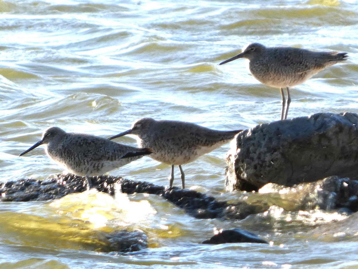 eBird Checklist - 28 Apr 2025 - Capitol Beach Lake - 6 species