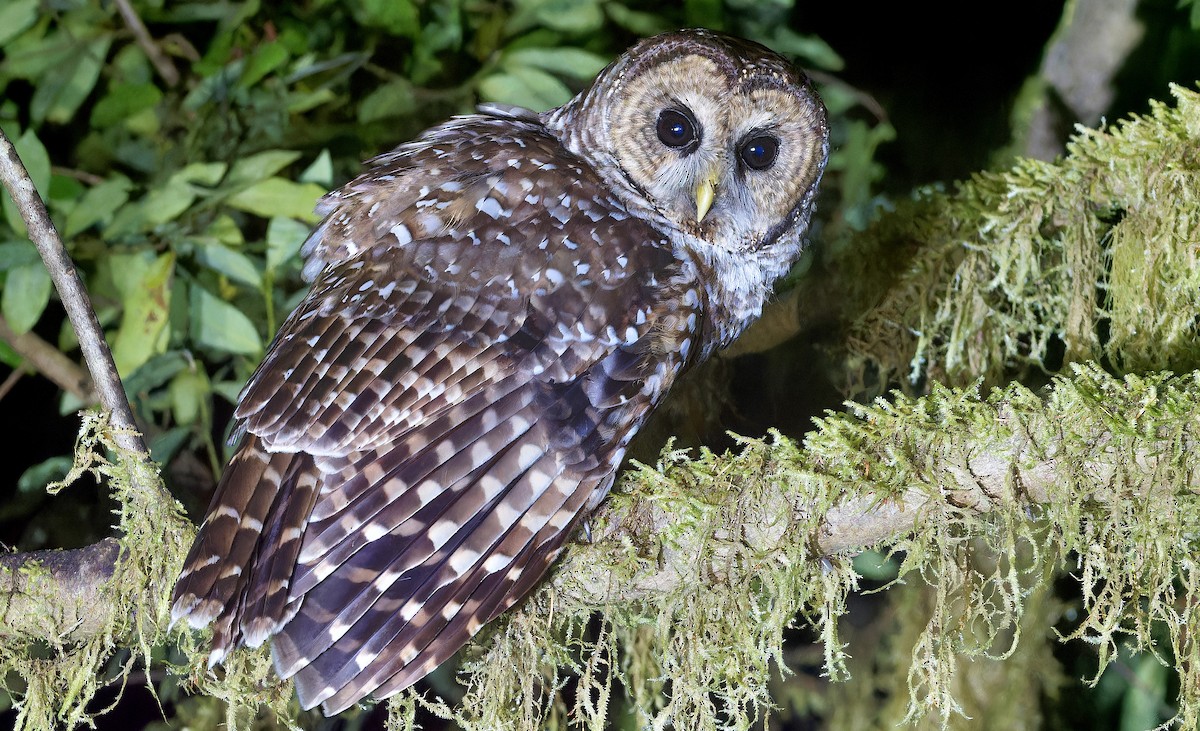 ML634648294 - Spotted x Barred Owl (hybrid) - Macaulay Library