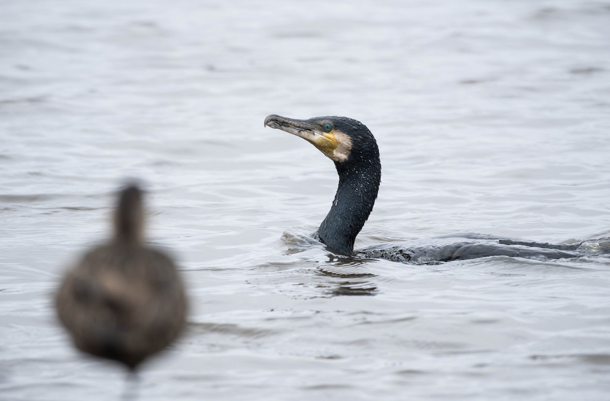 ML634648973 - Great Cormorant - Macaulay Library