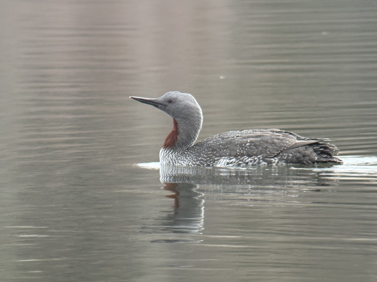 ML634649250 - Red-throated Loon - Macaulay Library