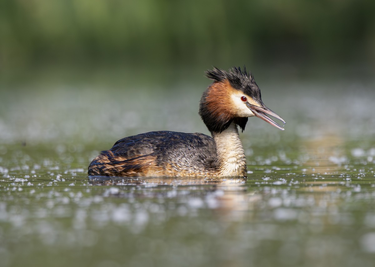 ML634650192 - Great Crested Grebe - Macaulay Library