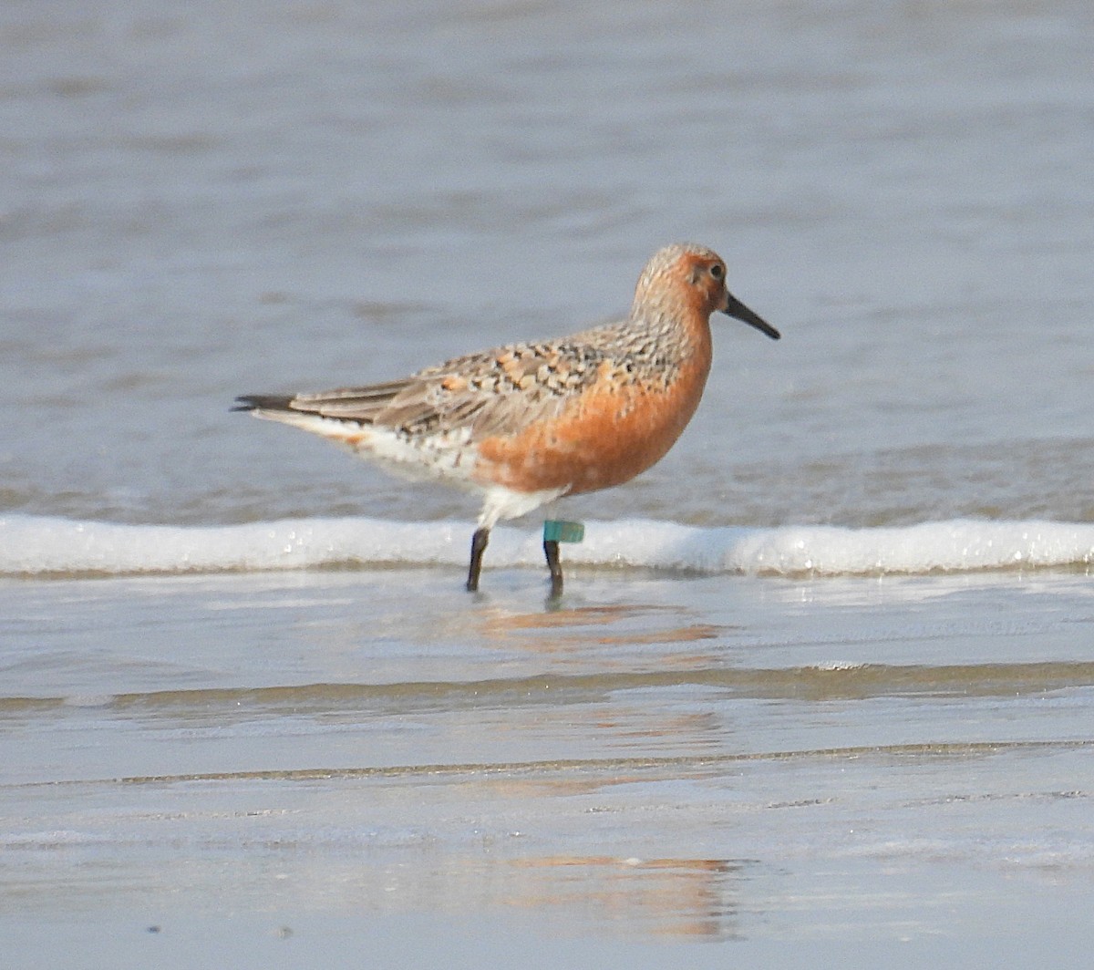 ML634655673 - Red Knot - Macaulay Library