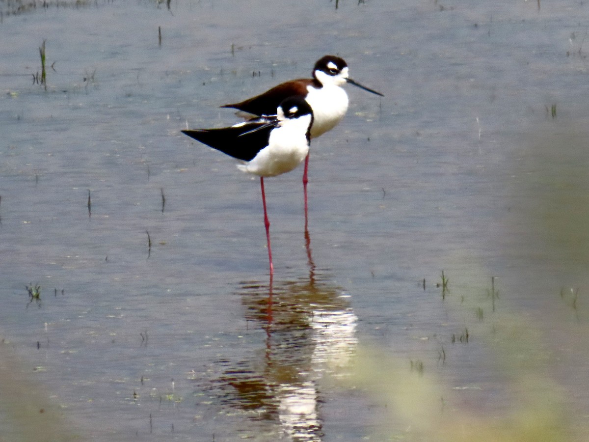 eBird Checklist - 25 Apr 2025 - Lincoln WTP--East Ponds (restricted ...