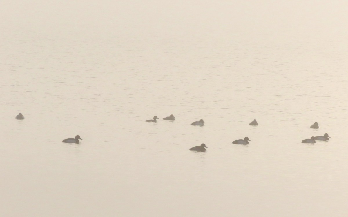 eBird Checklist - 23 Apr 2025 - Unity Pond - 30 species (+1 other taxa)