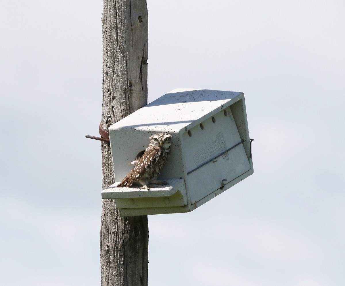eBird Checklist - 20 Apr 2025 - Llanos de Belén - 43 species