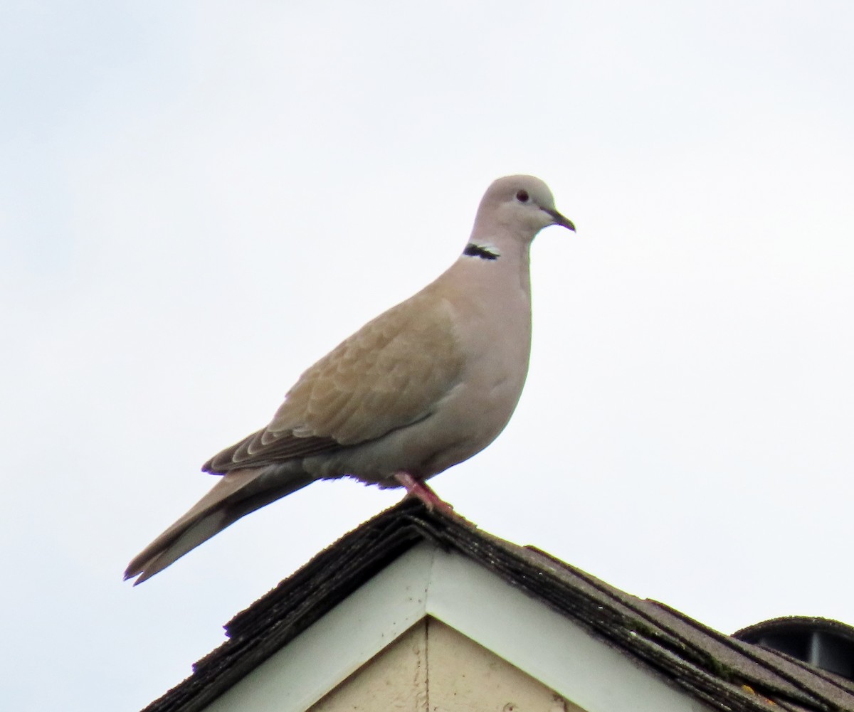 eBird Checklist - 29 Apr 2025 - Dallas Retirement Village - 4 species
