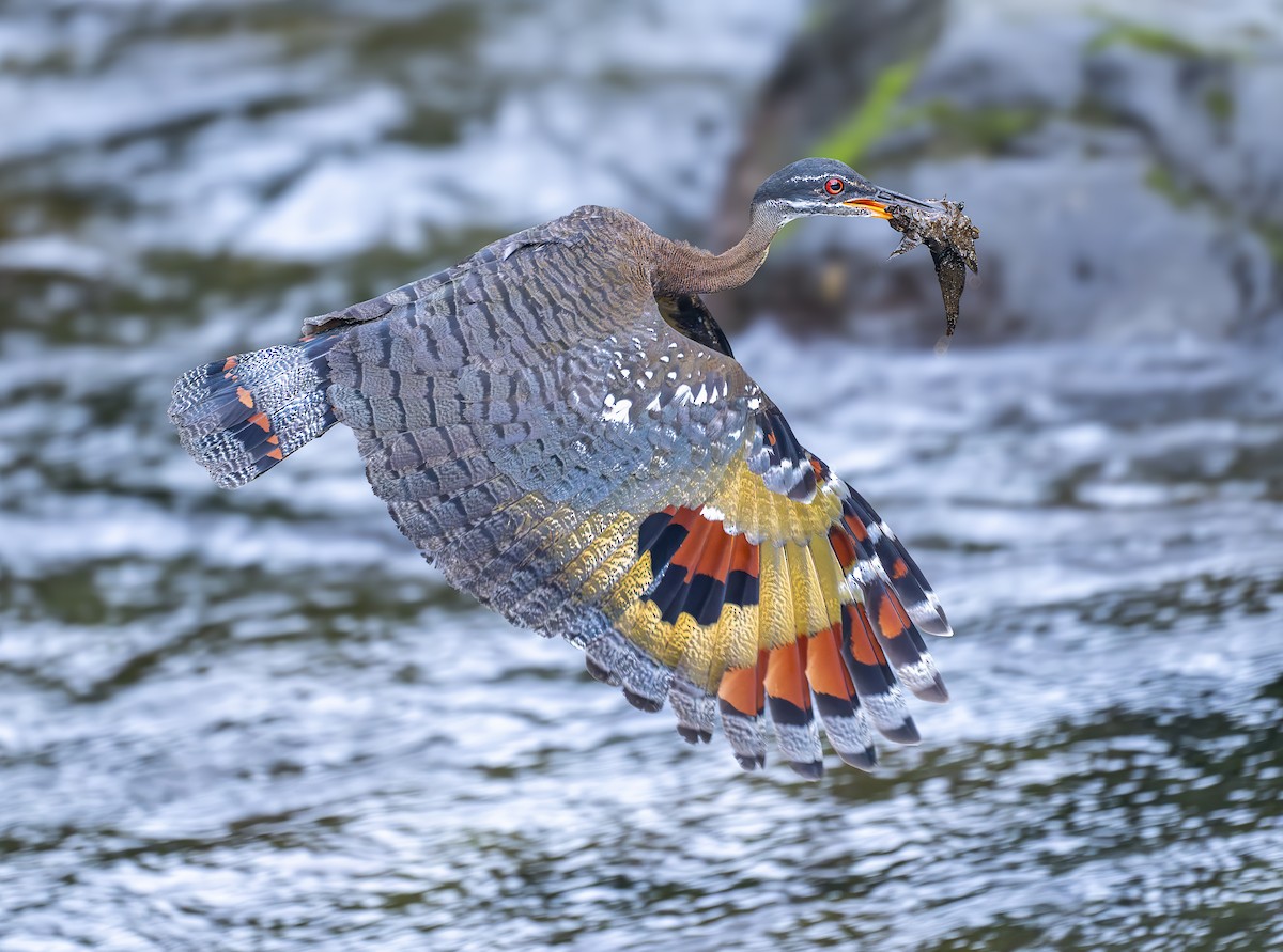 ML634682153 - Sunbittern - Macaulay Library