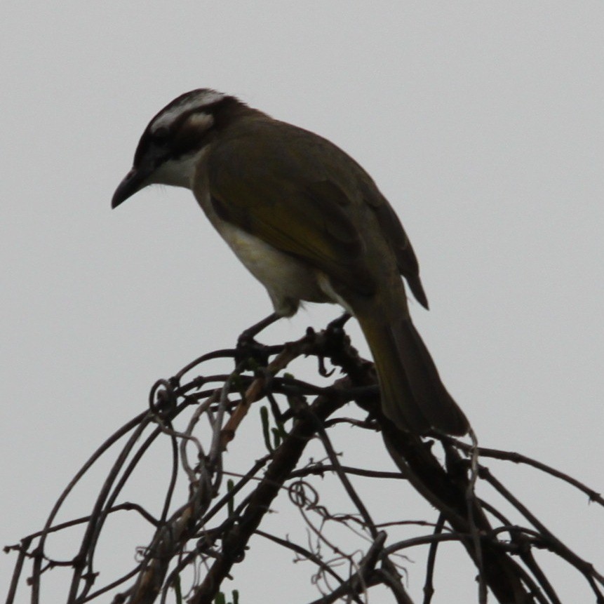 ML634696164 - Light-vented Bulbul (sinensis) - Macaulay Library