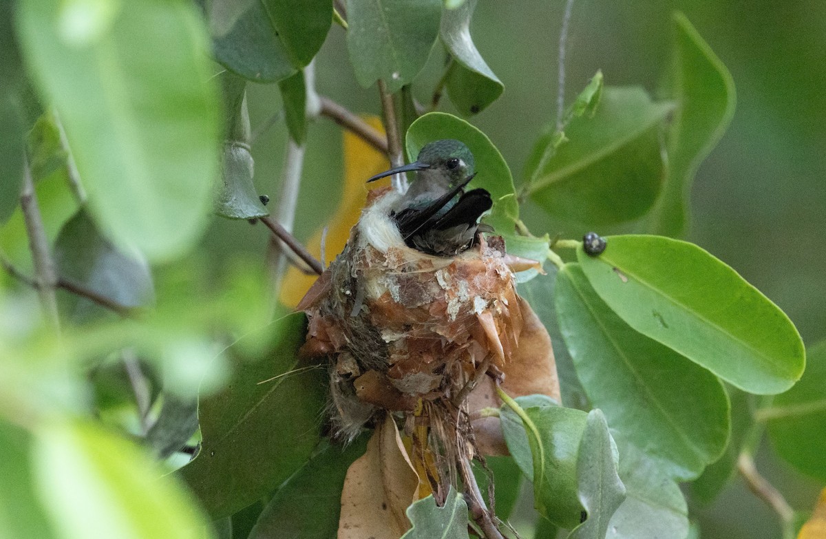 eBird Checklist - 2 Apr 2025 - Villa Guajimico - 12 species