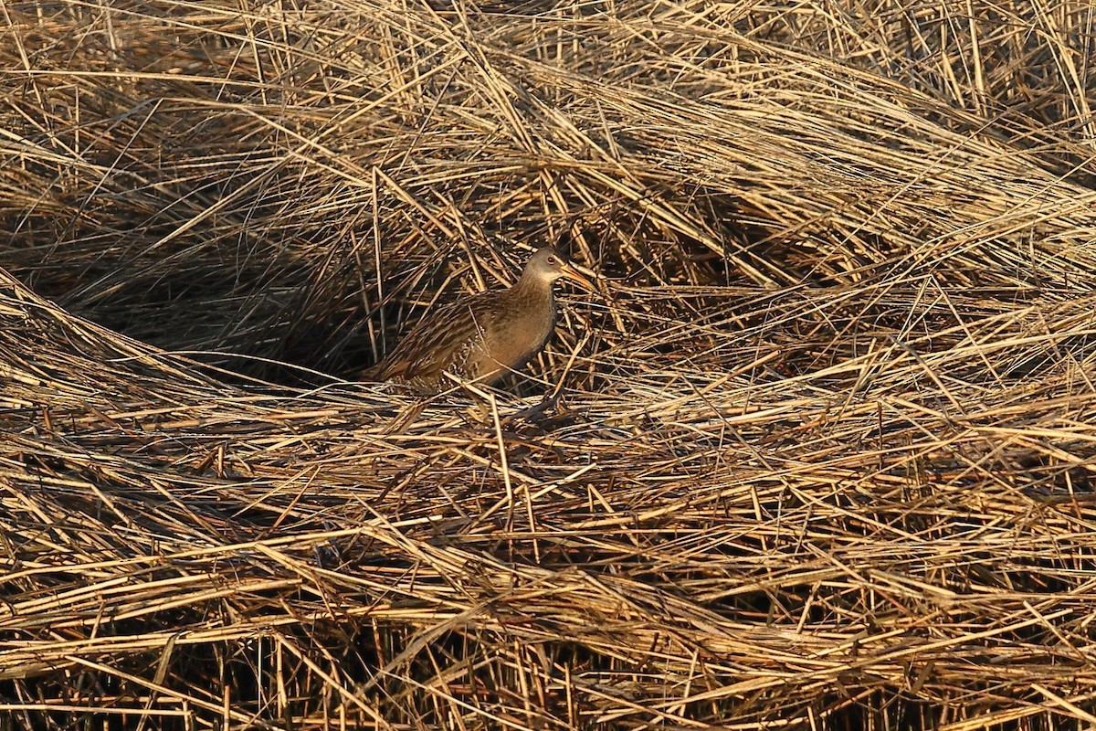 ML634698954 - King x Clapper Rail (hybrid) - Macaulay Library