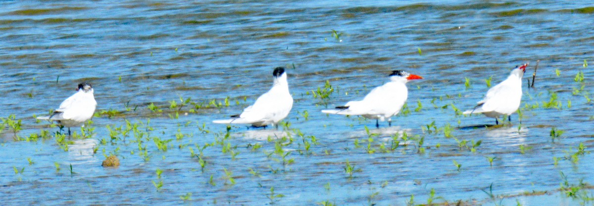 eBird Checklist - 28 Mar 2025 - Los Palacios Fish Farm - 7 species