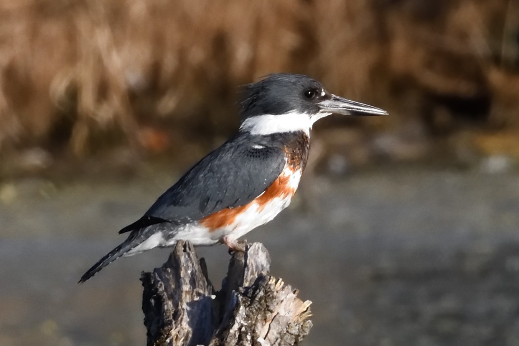 Pennsylvania Bird Atlas Checklist - 28 Apr 2025 - Green Pond (flooded field, ponds and retention ...