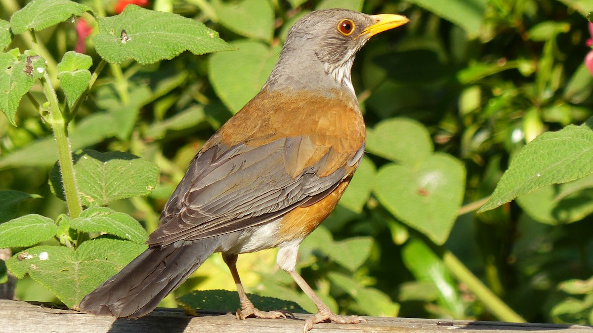 ML634704792 - Rufous-backed Robin - Macaulay Library
