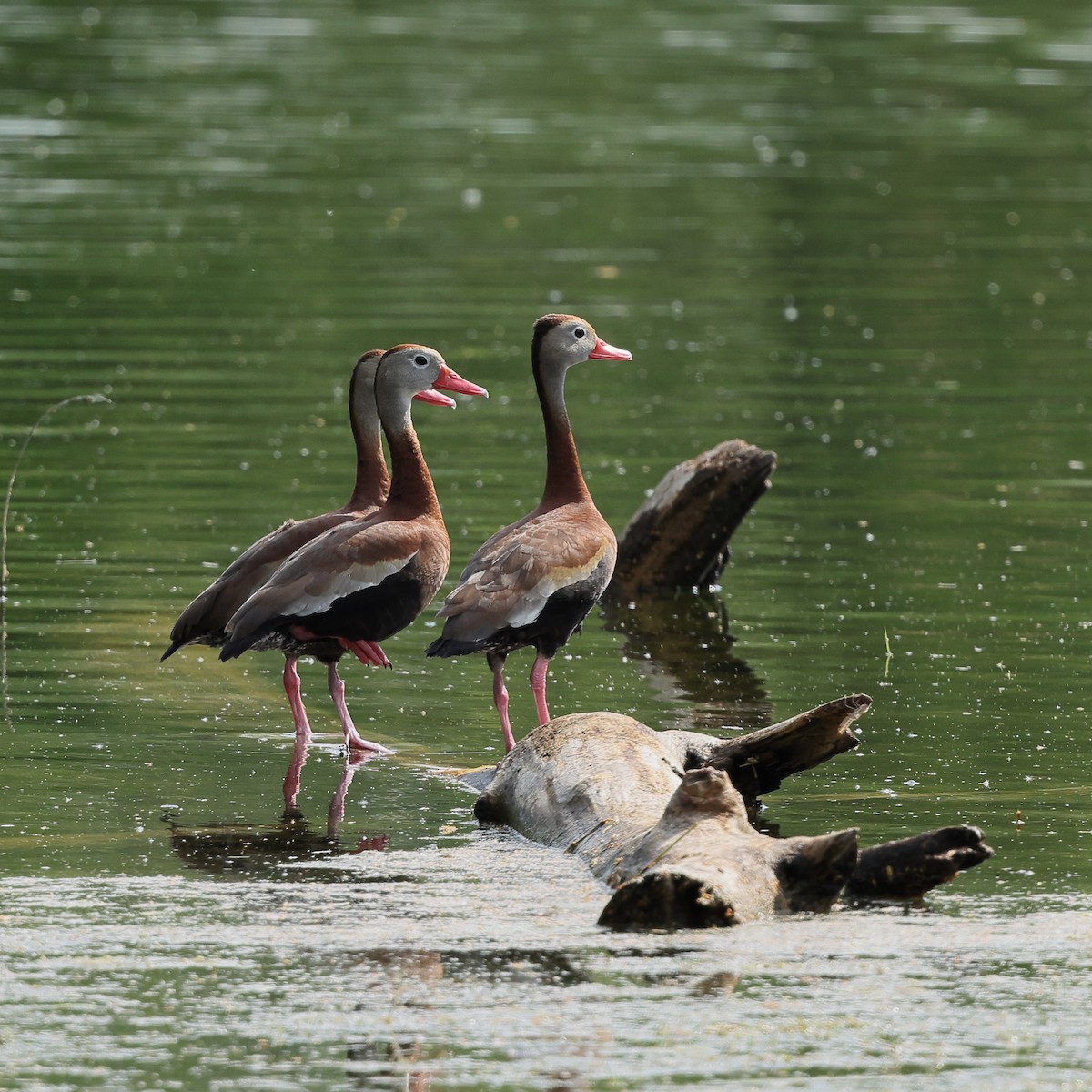 eBird Checklist - 18 Apr 2025 - Uvalde Fish Hatchery (HOTW 027) - 45 ...
