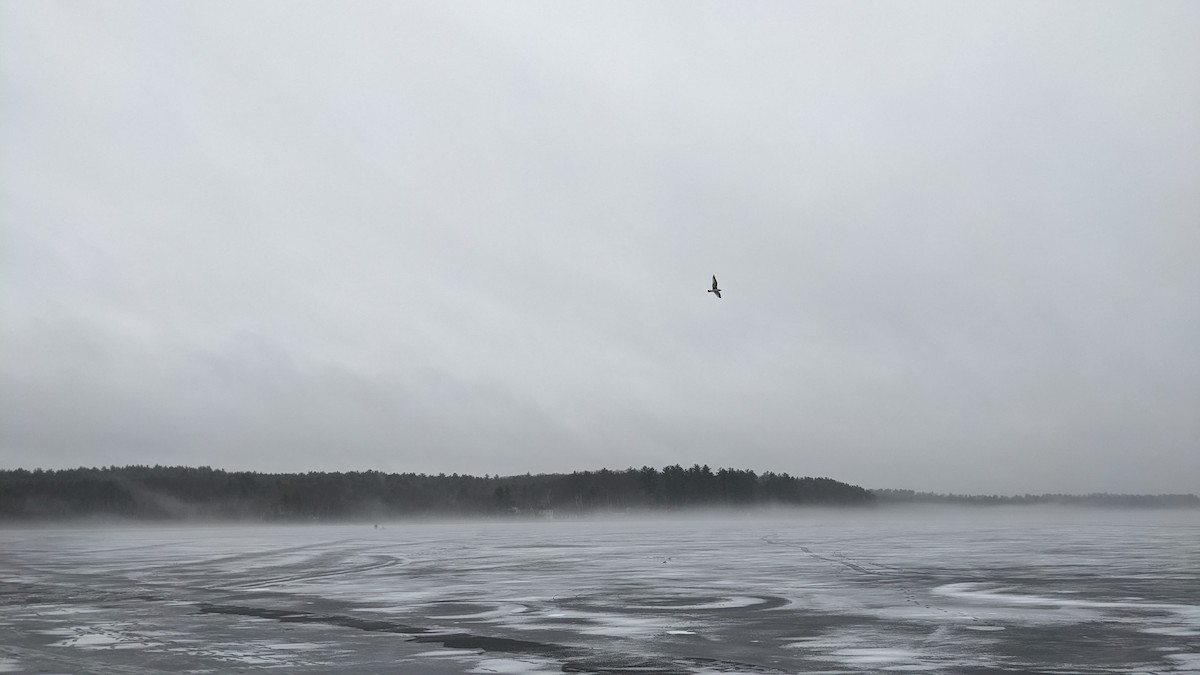 Quaboag Pond - Worcester, Massachusetts, US - Birding Hotspots