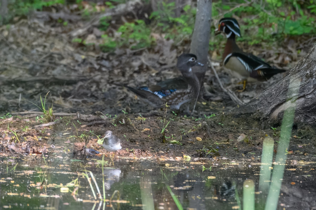 Pennsylvania Bird Atlas Checklist - 30 Apr 2025 - Dreamcatcher Farm - Home - 54 species
