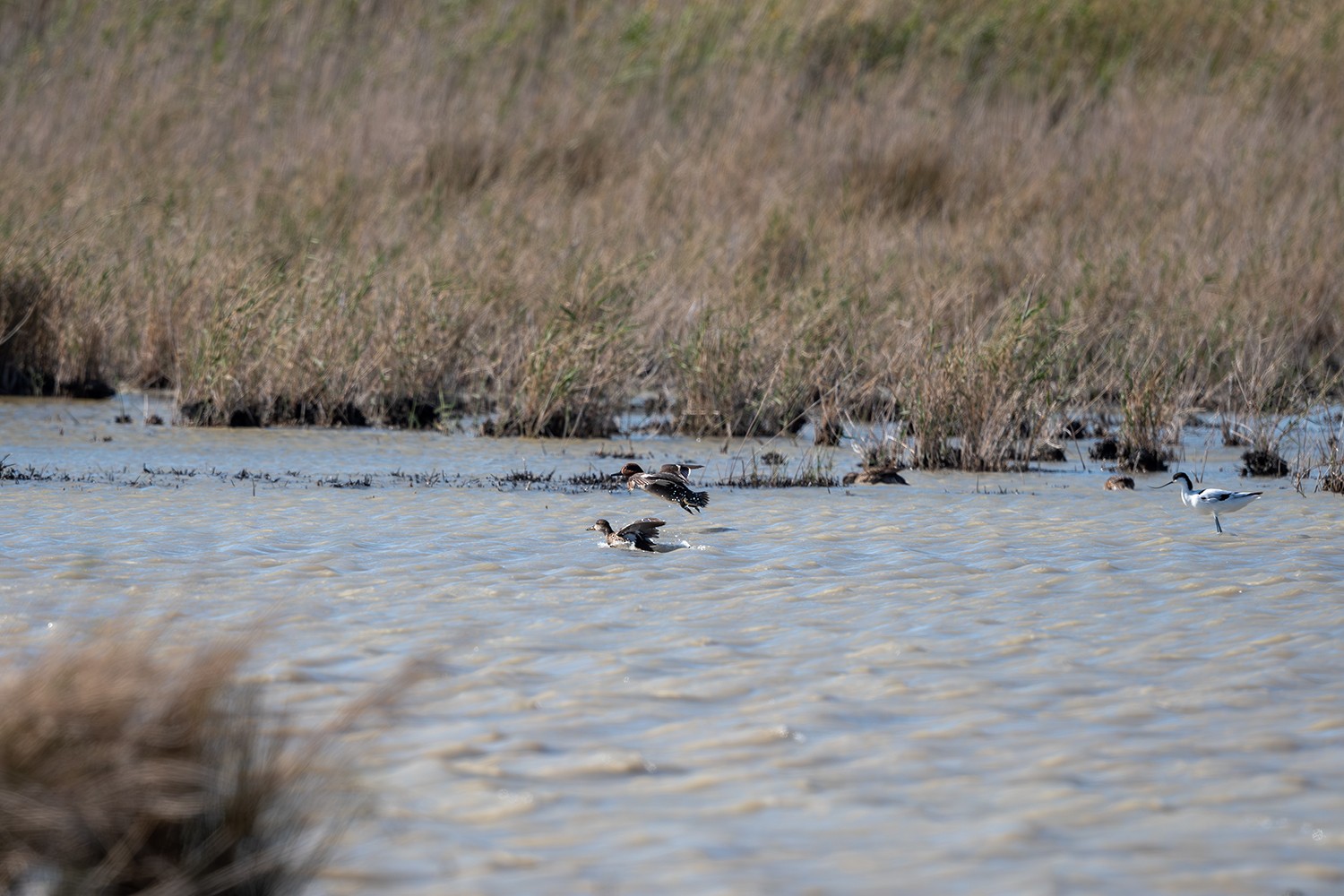 IBA Göksu Deltası -- Akgöl -- Sahil - Mersin, Türkiye - Birding Hotspots