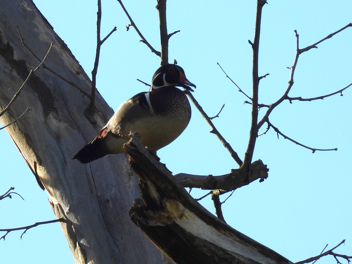 Pennsylvania Bird Atlas Checklist - 30 Apr 2025 - 310 Michters Road, Newmanstown, Pennsylvania ...