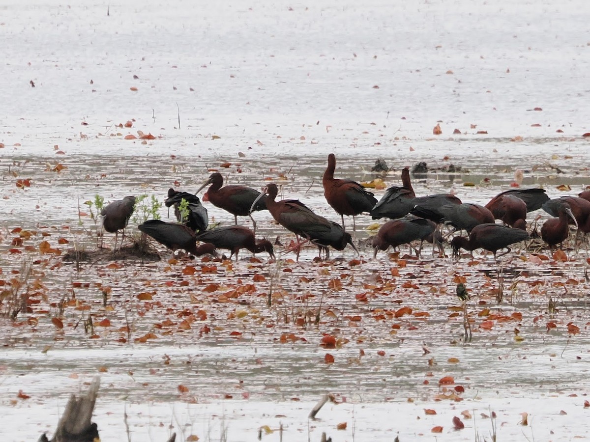 eBird Checklist - 30 Apr 2025 - Great Swamp Management Area - 55 species