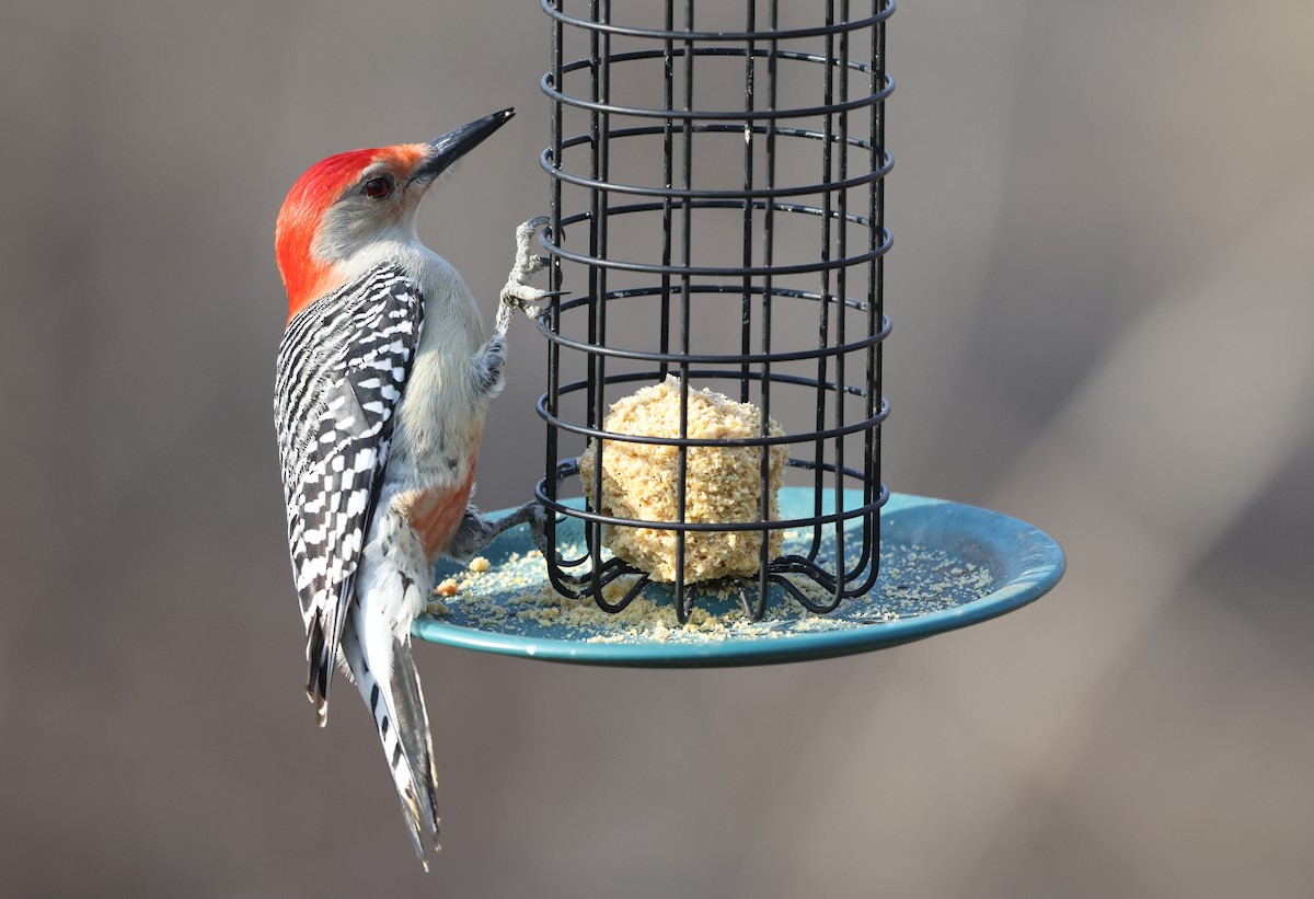 eBird Checklist - 4 Mar 2025 - Ashland Nature Center and Hawk Watch ...