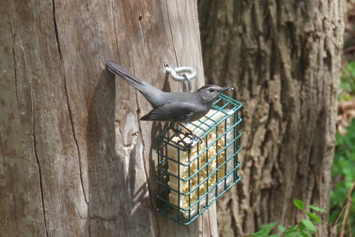 Pennsylvania Bird Atlas Checklist - 22 Apr 2025 - Wolfe Mt. - 1 species